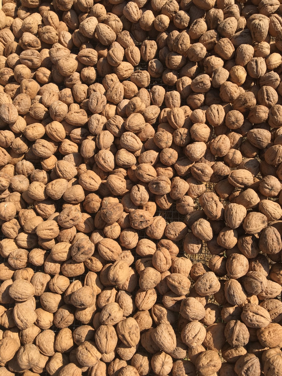 Walnut Varieties – Dirt and Sky Farm